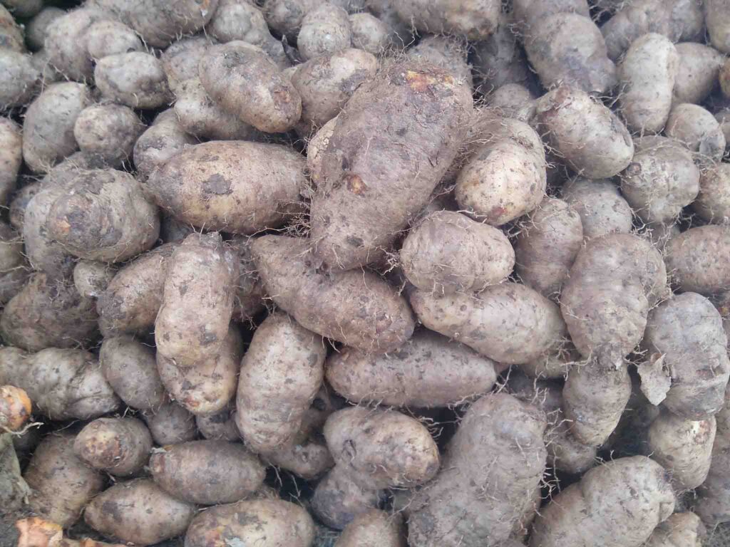 கருணை கிழங்கு பயன்கள் | Karunai Kilangu Uses in Tamil - Update Thamizha