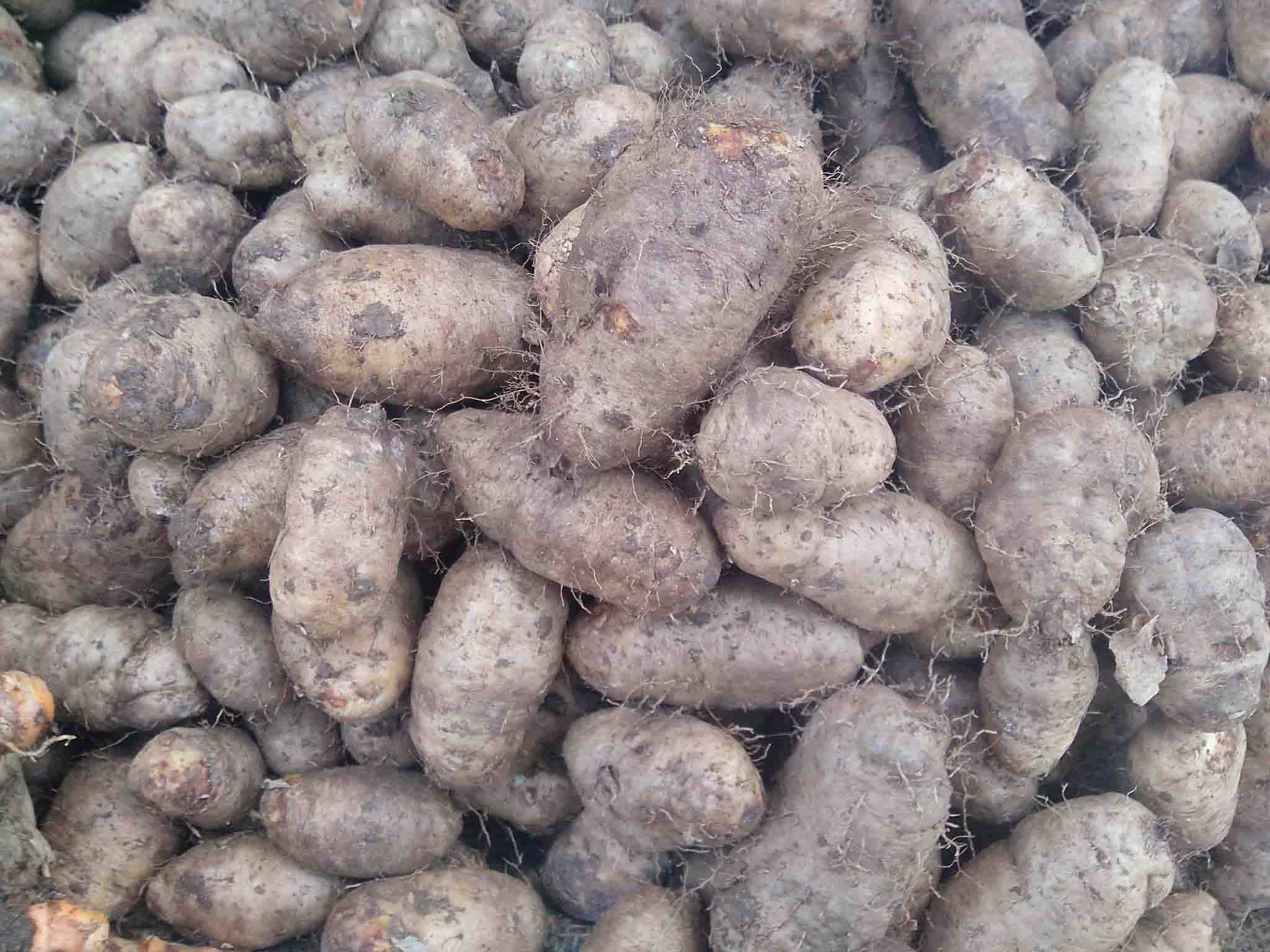 கருணை கிழங்கு பயன்கள் | Karunai Kilangu Uses in Tamil - Update Thamizha