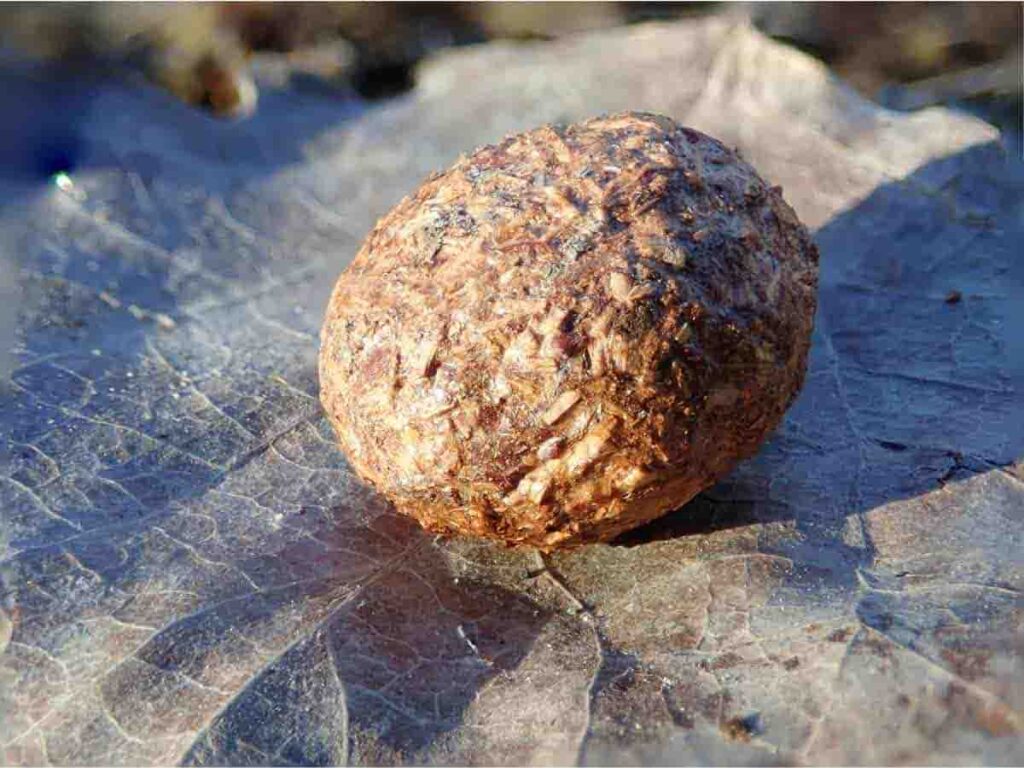 கருணை கிழங்கு பயன்கள் | Karunai Kilangu Uses in Tamil - Update Thamizha
