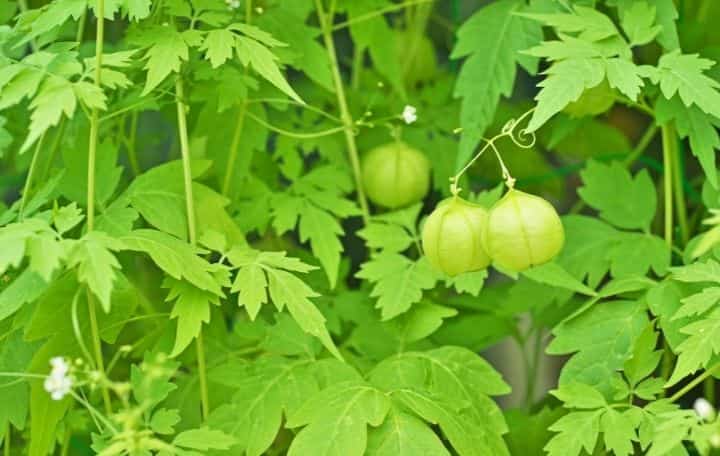 முடக்கத்தான் கீரை பயன்கள் | Mudakathan keerai benefits in Tamil ...