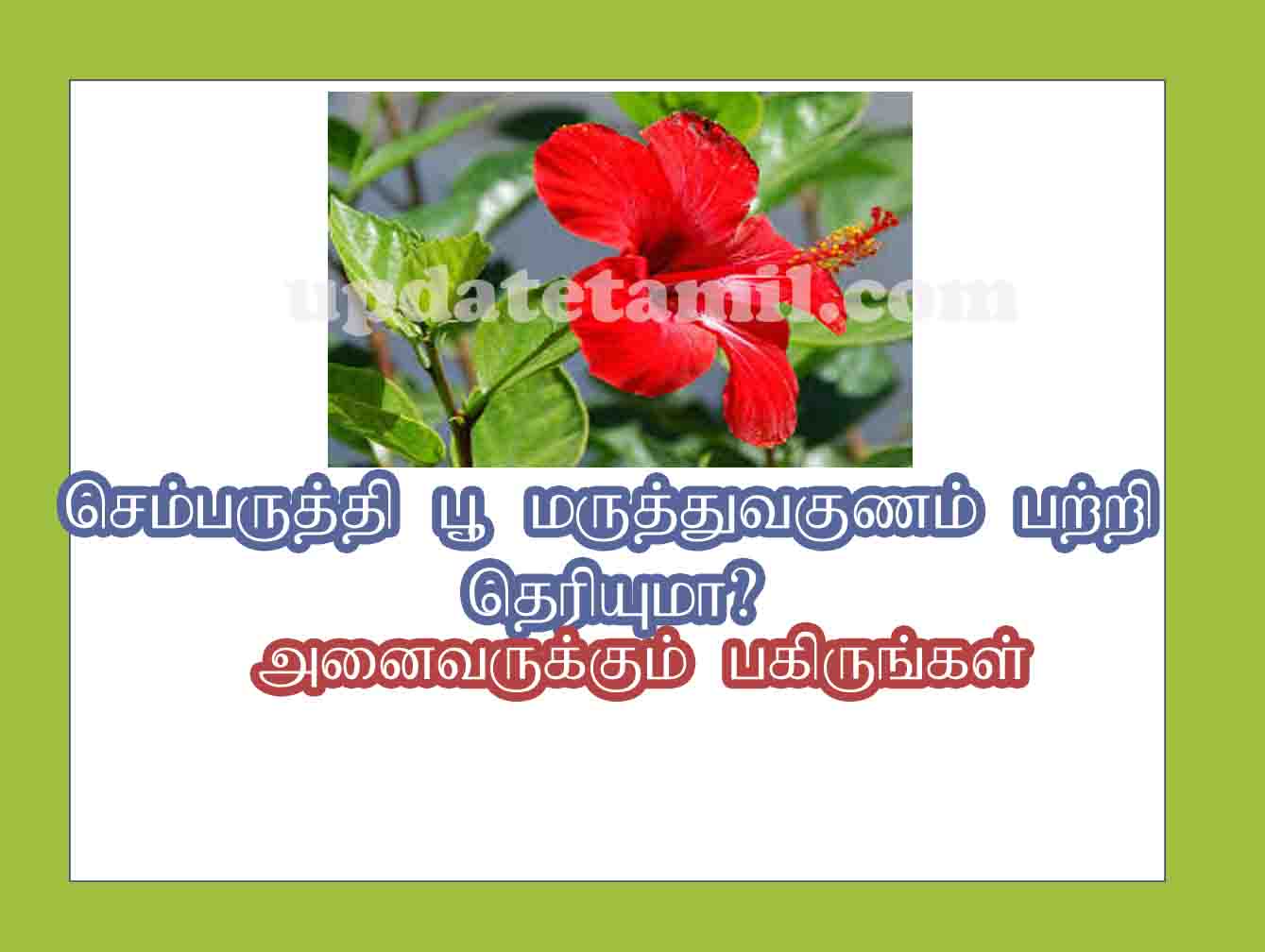 செம்பருத்தி பூ பயன்கள் | semparuthi poo benefits in tamil - Update Tamizha