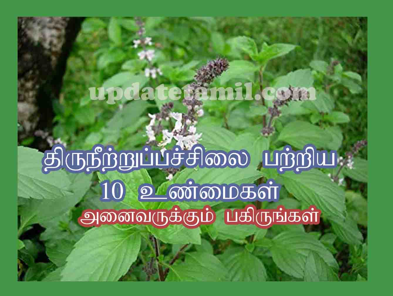 திருநீற்றுப்பச்சிலை பயன்கள் | Thiruneetru Pachilai Uses - Update Thamizha