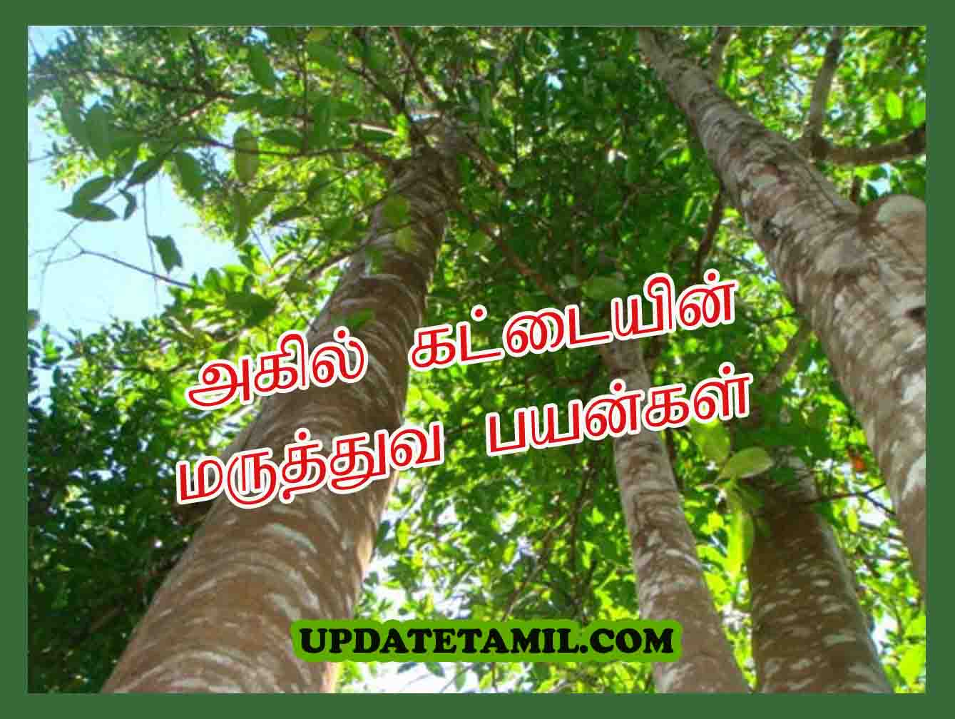 அகில் கட்டை பயன்கள் | Agil Payangal - Update Thamizha