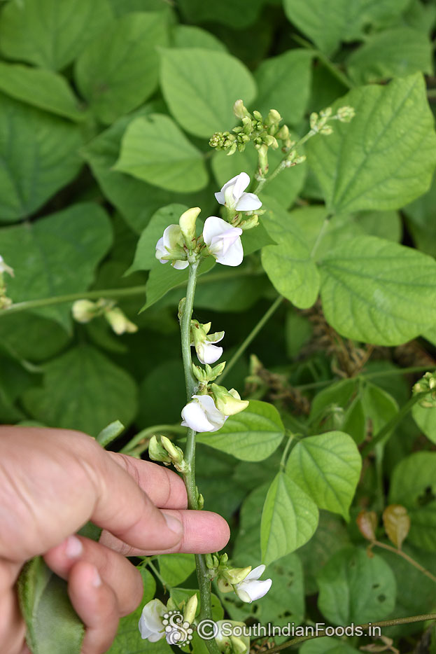 அவரைக்காய் பயன்கள் | Avarakkai in Uses Tamil - Update Thamizha