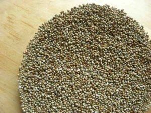 கம்பு பயன்கள் | Kambu Benefits in Tamil - Update Thamizha