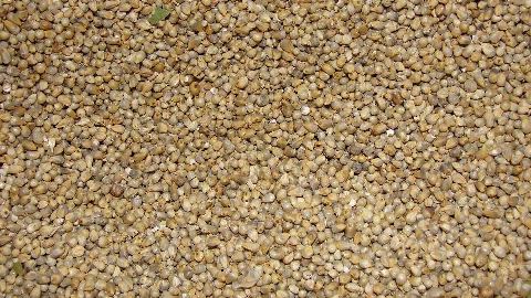 கம்பு பயன்கள் | Kambu Benefits in Tamil - Update Thamizha