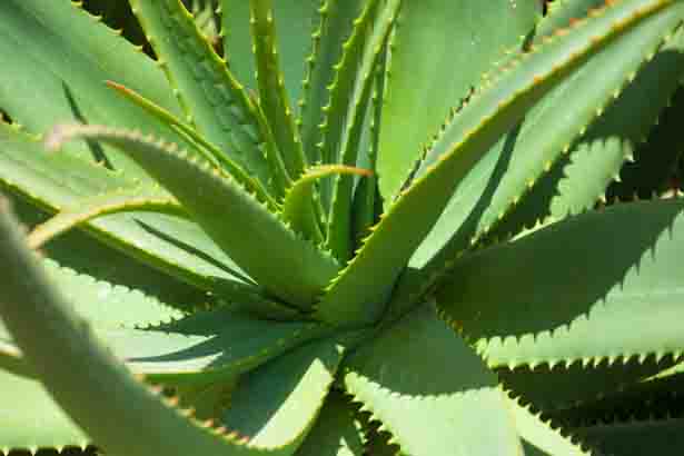 சோற்றுக்கற்றாழை பயன்கள் | Katralai Benefits in Tamil - Update Thamizha