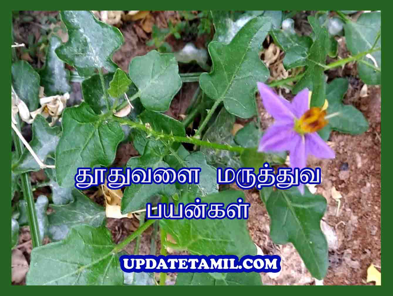 தூதுவளை பயன்கள் | Thoothuvalai Keerai Benefits in Tamil - Update Tamizha