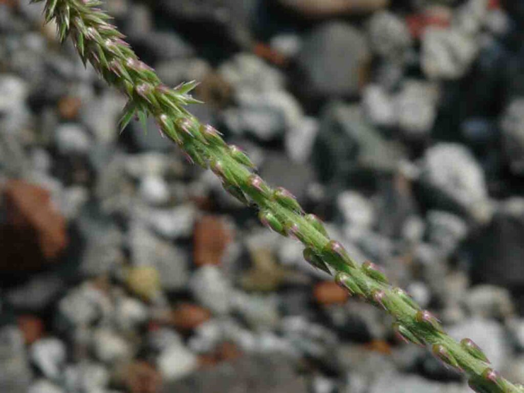 நாயுருவி பயன்கள் | Nayuruvi Plant Uses in Tamil - Update Thamizha சித்த ...