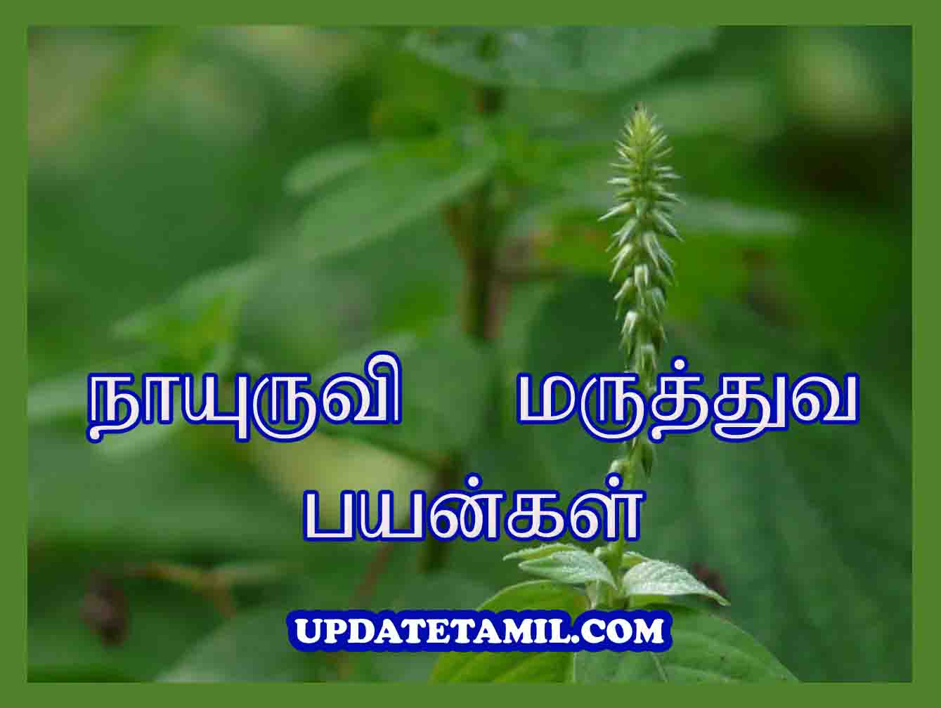 நாயுருவி பயன்கள் | Nayuruvi Plant Uses in Tamil - Update Thamizha