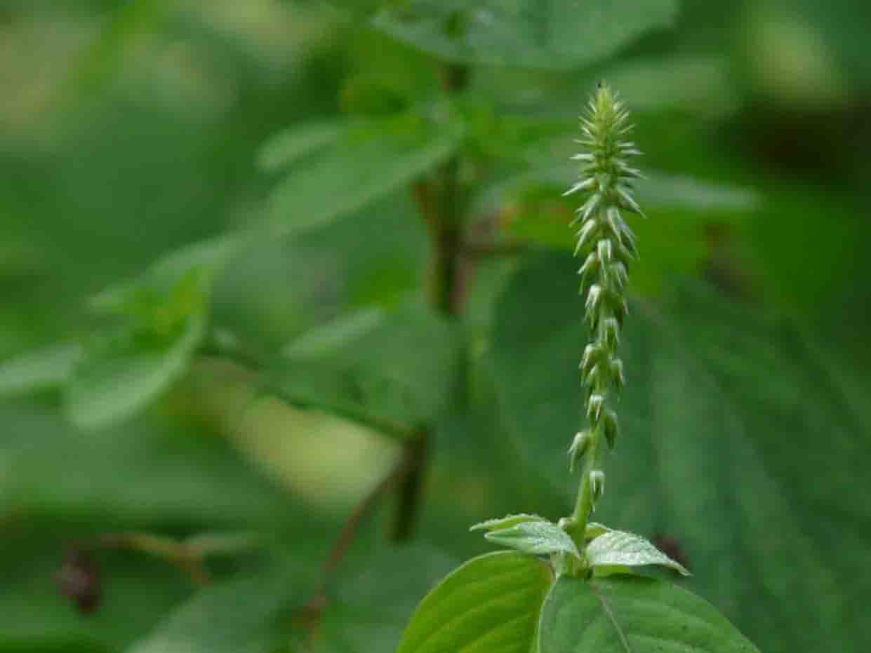 நாயுருவி பயன்கள் | Nayuruvi Plant Uses in Tamil - Update Thamizha சித்த ...