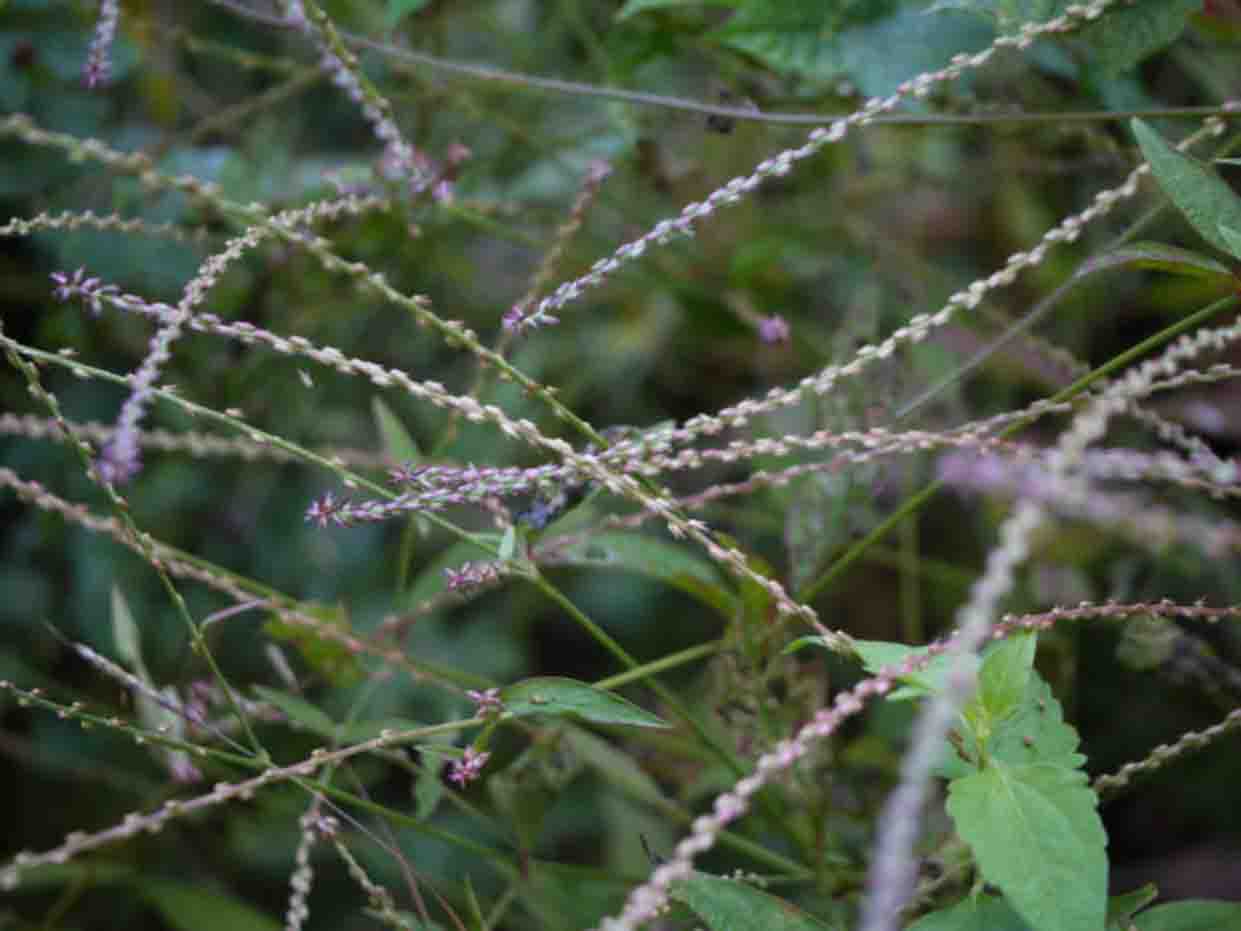 நாயுருவி பயன்கள் | Nayuruvi Plant Uses in Tamil - Update Thamizha சித்த ...