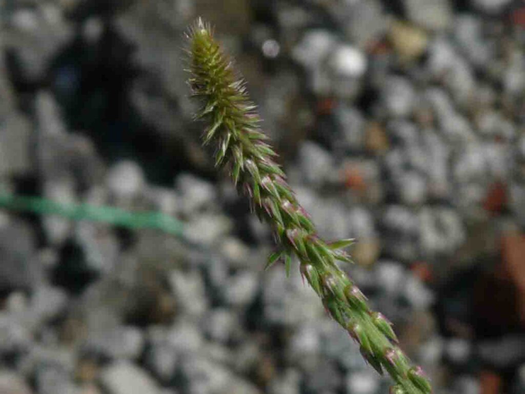 நாயுருவி பயன்கள் | Nayuruvi Plant Uses in Tamil - Update Thamizha சித்த ...