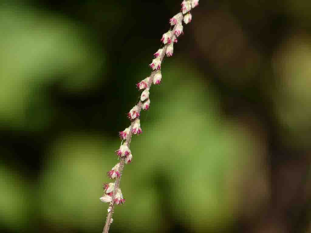 நாயுருவி பயன்கள் | Nayuruvi Plant Uses in Tamil - Update Thamizha சித்த ...