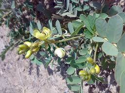 நிலாவரை சூரணம் பயன்கள் | Nilavarai Uses in Tamil - Update Thamizha