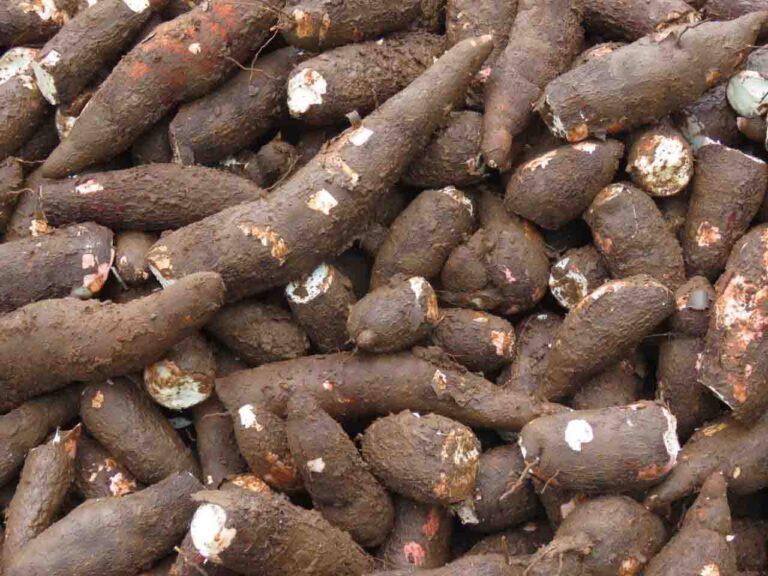 மரவள்ளி கிழங்கு நன்மைகள் | Maravalli Kilangu Benefits in Tamil - Update ...