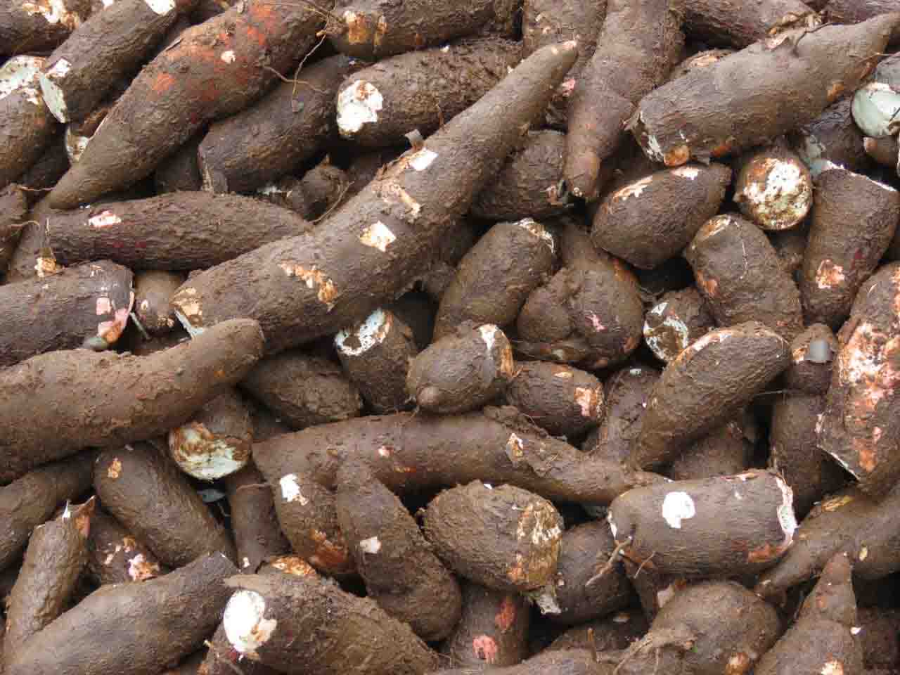 மரவள்ளி கிழங்கு நன்மைகள் | Maravalli Kilangu Benefits in Tamil - Update ...
