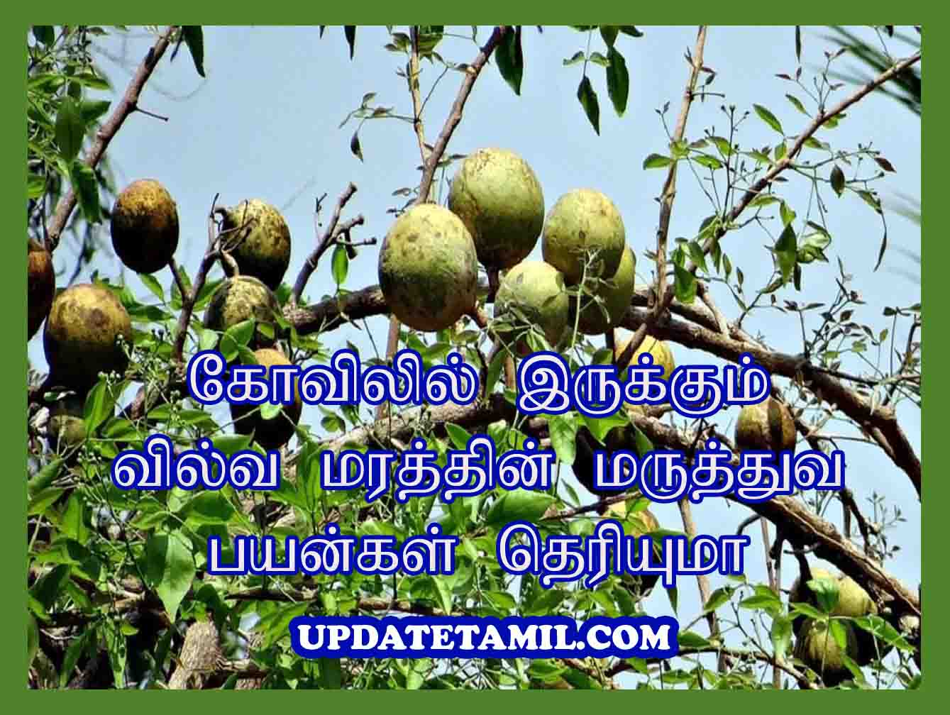 வில்வம் மருத்துவ குணங்கள் | Vilvam Benefits in Tamil - Update Thamizha