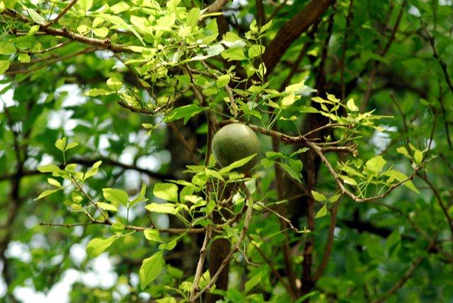 வில்வம் மருத்துவ குணங்கள் | Vilvam Benefits in Tamil - Update Thamizha