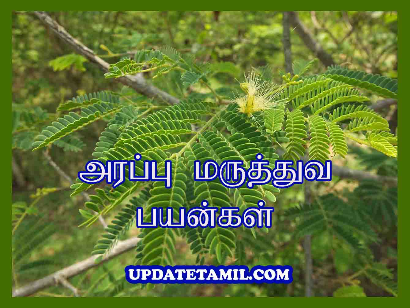 அரப்பு தூள் பயன்கள் | Arappu Powder Benefits - Update Thamizha