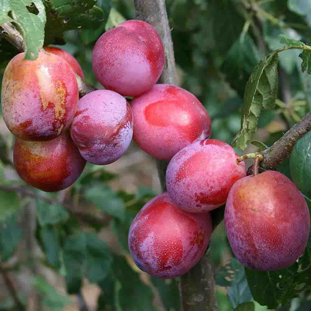 ஆல்பக்கோடா பழம் பயன்கள் | Alpakoda Fruit in Tamil - Update Thamizha