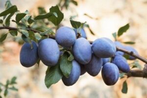 ஆல்பக்கோடா பழம் பயன்கள் | Alpakoda Fruit in Tamil - Update Thamizha