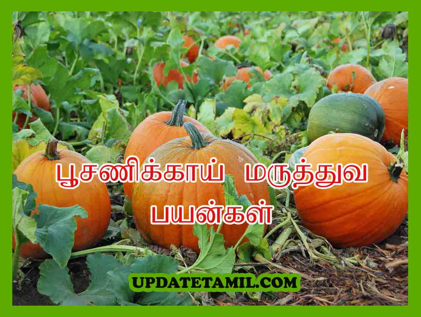 பூசணிக்காய் பயன்கள் | Poosanikai Benefits in Tamil - Update Thamizha