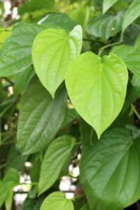 வெற்றிலை பயன்கள் | Vetrilai Benefits in Tamil - Update Thamizha