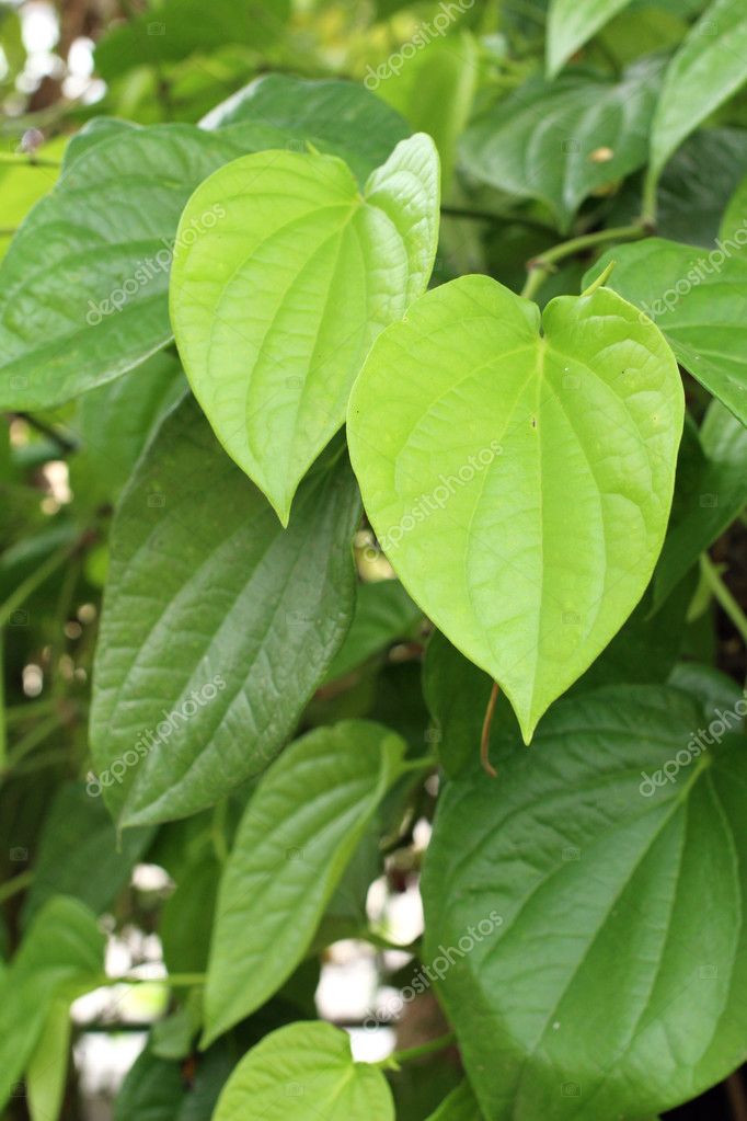 வெற்றிலை பயன்கள் | Vetrilai Benefits in Tamil - Update Thamizha