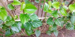 வெற்றிலை பயன்கள் | Vetrilai Benefits in Tamil - Update Thamizha