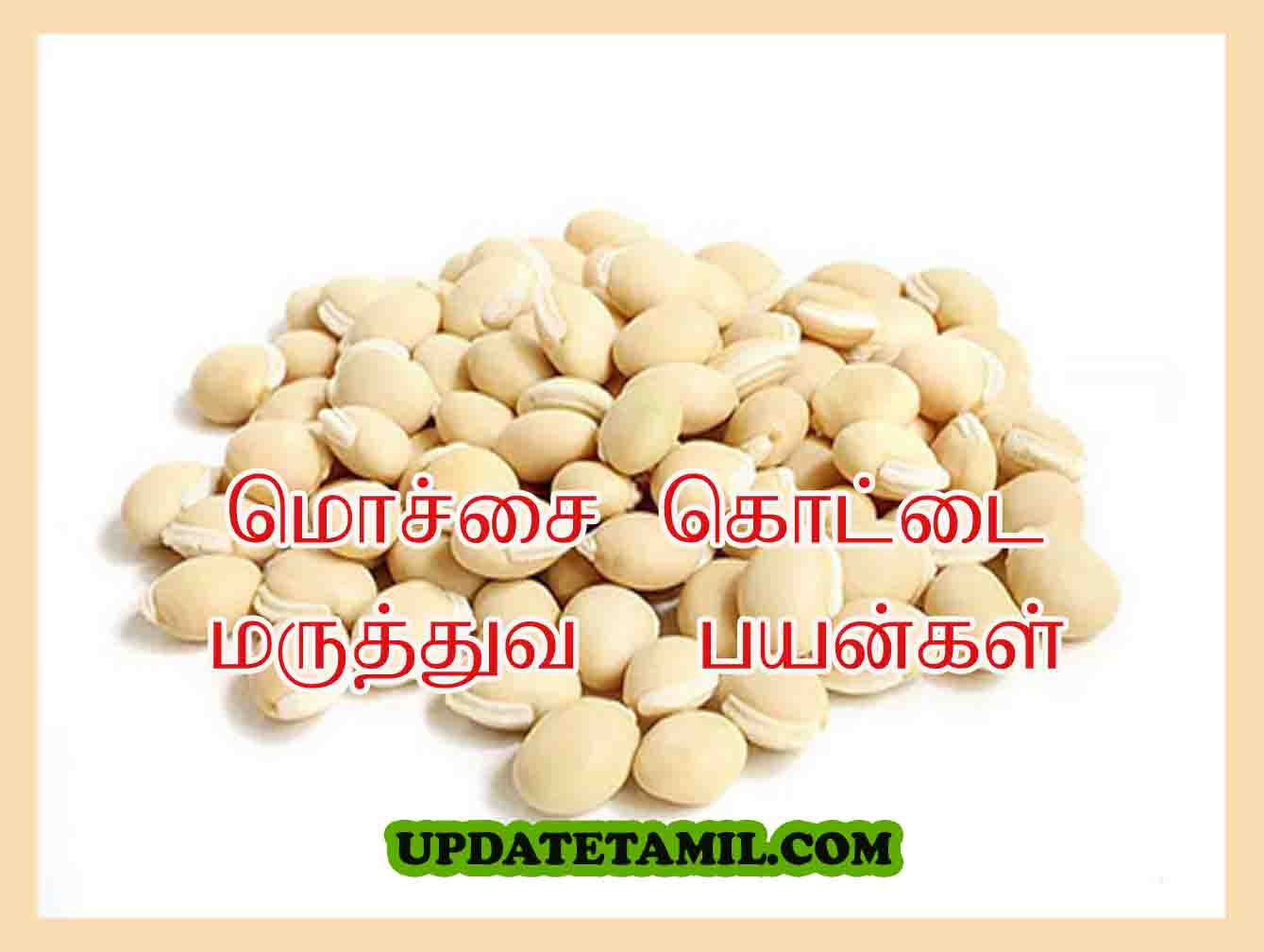 மொச்சை கொட்டை பயன்கள் | Mochai Kottai Health Benefits - Update Thamizha