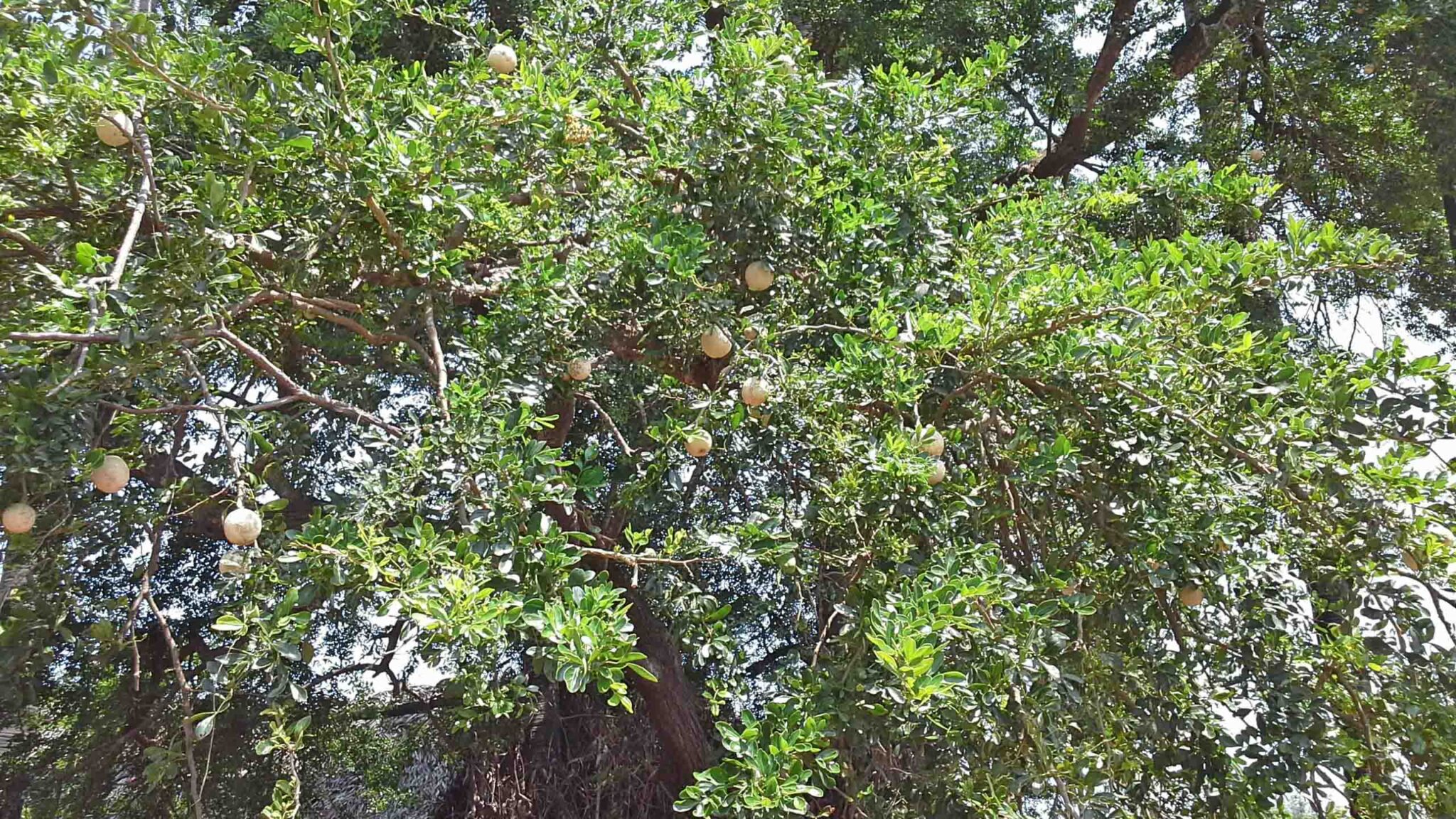 விளாம்பழம் மருத்துவ குணங்கள் | Vilampazham Fruit Benefits - Update Thamizha