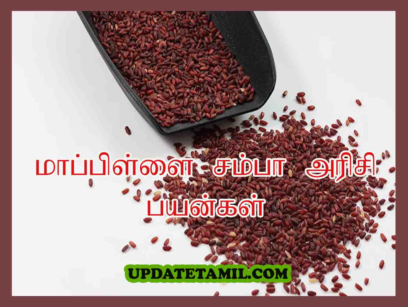 பார்லி அரிசி பயன்கள் | Barley Rice Benefits in Tamil - Update Thamizha ...