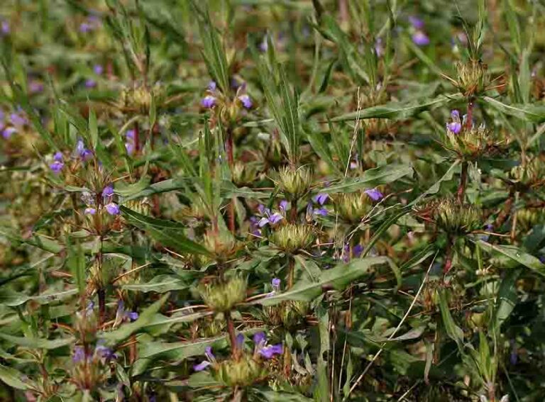 நீர்முள்ளி விதை பயன்கள் | Neermulli Vidhai Powder Benefits in Tamil ...