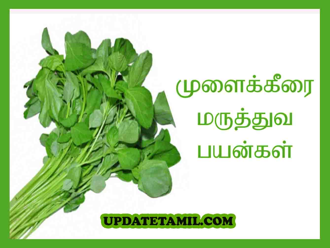 முளைக்கீரை பயன்கள் | Mulai Keerai Benefits in Tamil - Update Thamizha