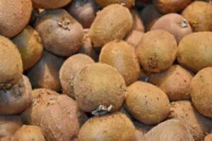 தான்றிக்காய் பயன்கள் | Thandrikai Uses in Tamil - Update Thamizha