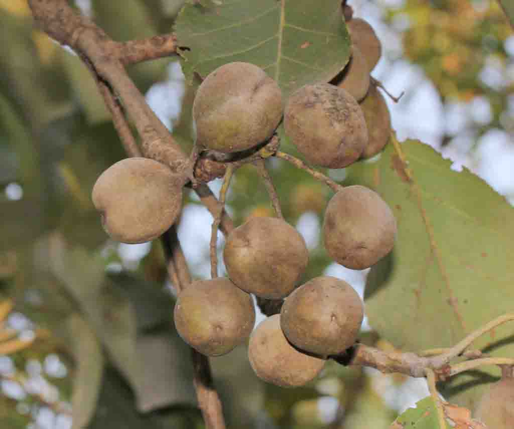 தான்றிக்காய் பயன்கள் | Thandrikai Uses in Tamil - Update Thamizha