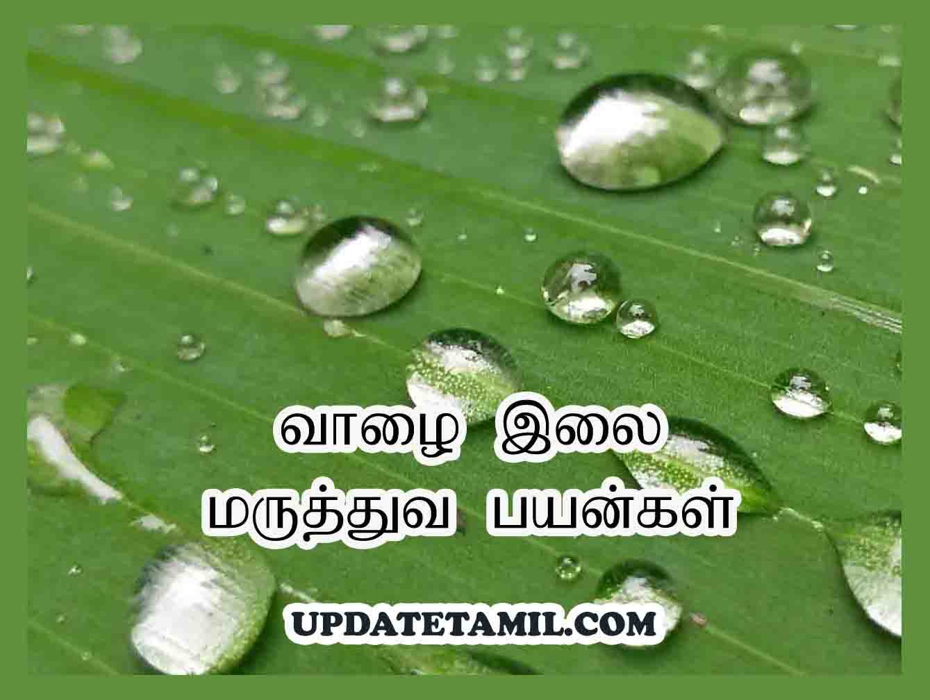 வாழை இலை மருத்துவ பயன்கள் | Valai Ilai Uses in Tamil - Update Thamizha