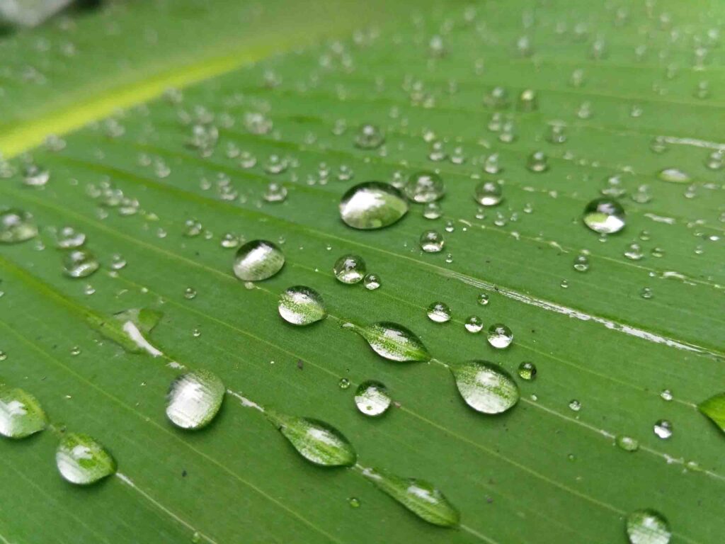 வாழை இலை மருத்துவ பயன்கள் | Valai Ilai Uses in Tamil - Update Thamizha ...