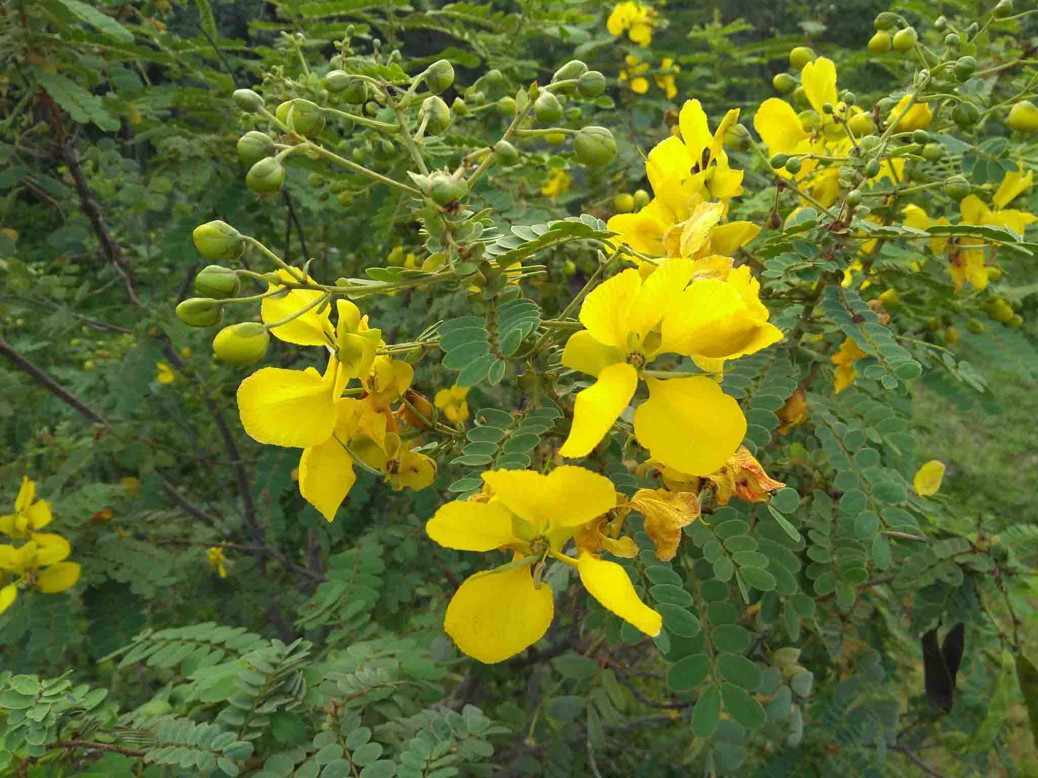 ஆவாரம் பூவின் மருத்துவ குணங்கள் | Avaram Poo Benefits Tamil - Update ...