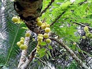 நெல்லிக்காய் மருத்துவ பயன்கள்| Nellikai Health Benefits in Tamil ...