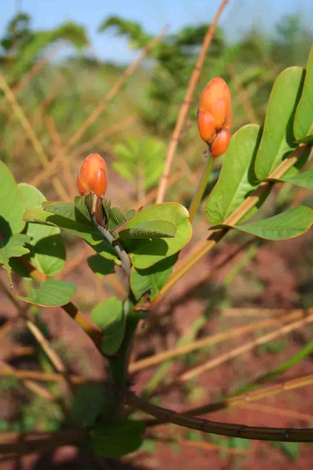 ஆவாரம் பூவின் மருத்துவ குணங்கள் | Avaram Poo Benefits Tamil - Update ...