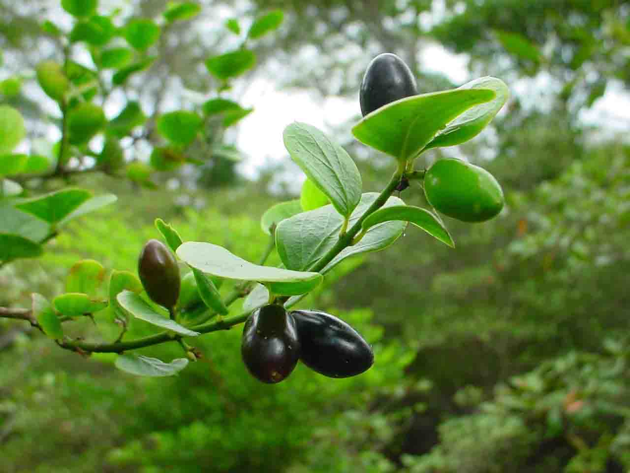 நாவல் பழத்தின் மருத்துவ பயன்கள் | Naval Palam Uses in Tamil - Update ...