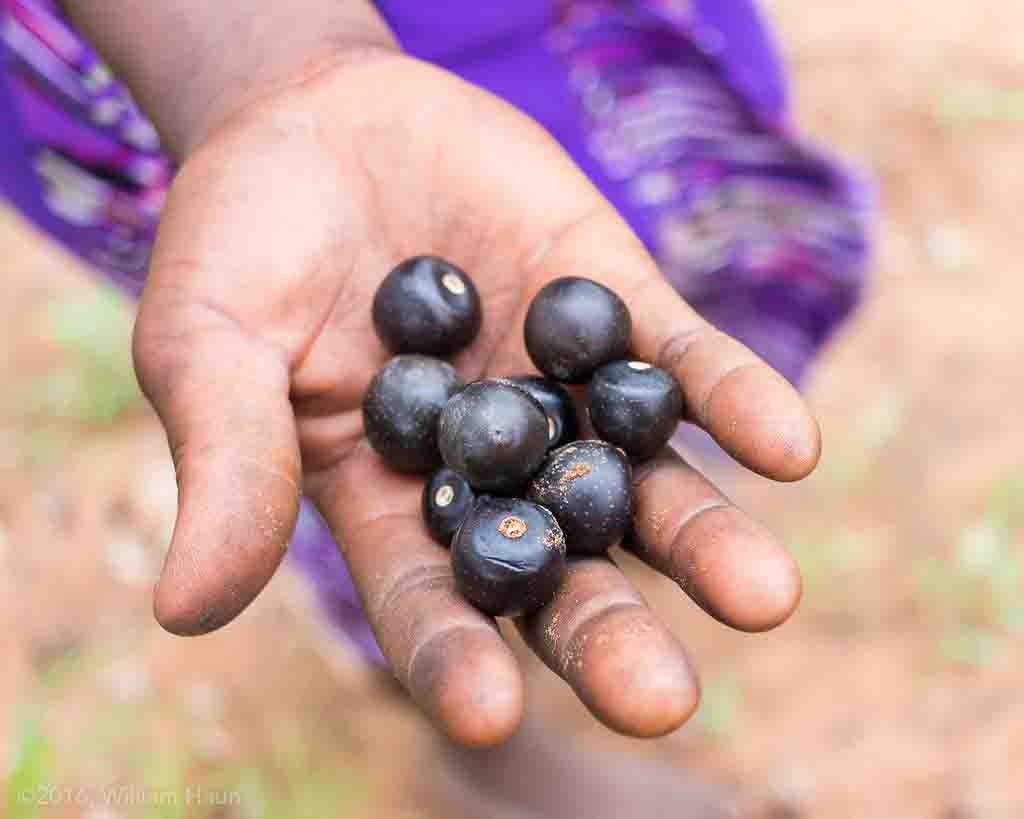 நாவல் பழத்தின் மருத்துவ பயன்கள் | Naval Palam Uses in Tamil - Update ...