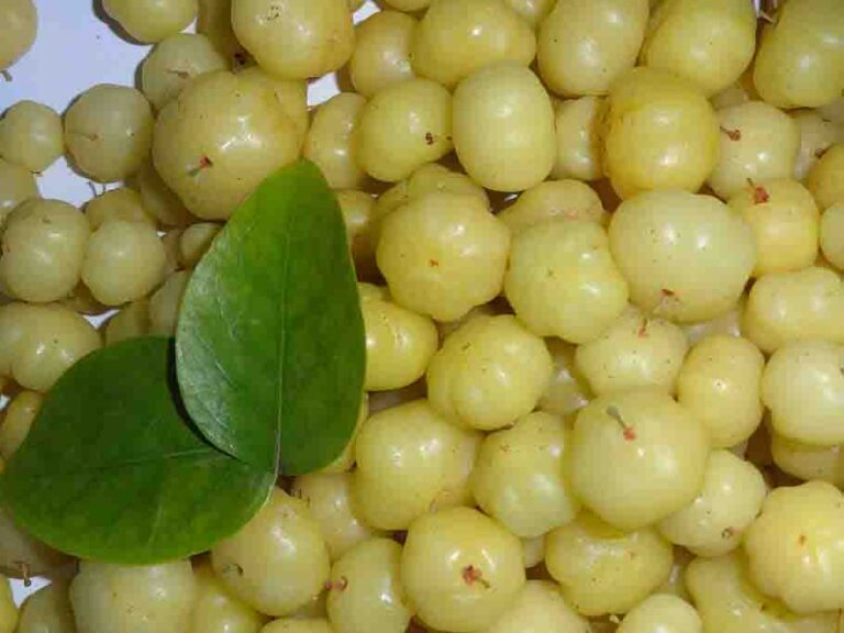 நெல்லிக்காய் மருத்துவ பயன்கள்| Nellikai Health Benefits in Tamil ...
