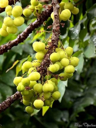 நெல்லிக்காய் மருத்துவ பயன்கள்| Nellikai Health Benefits in Tamil ...