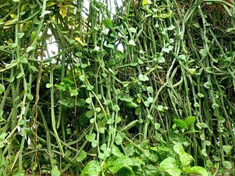 பிரண்டை மருத்துவ பயன்கள் | Pirandai Health Benefits in Tamil - Update ...