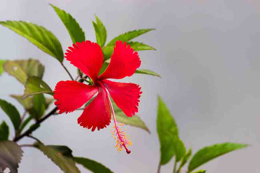 செம்பருத்தி பூவின் மருத்துவ குணங்கள் | Semparuthi Poo Uses in Tamil ...